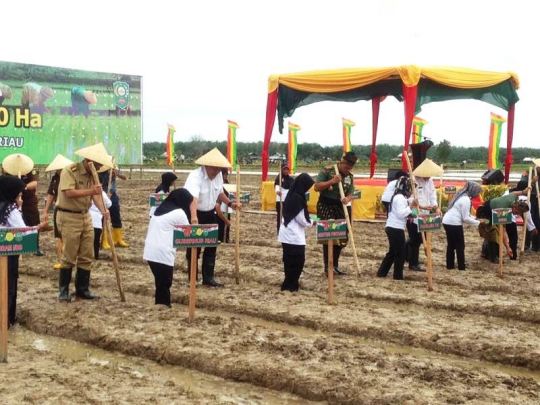 Sistem Perakaran Jagung - Perumperindo.co.id